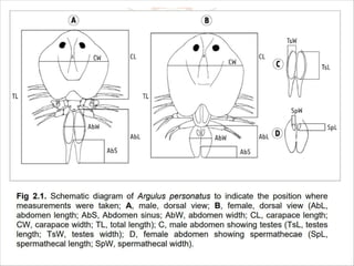 Argulus | PDF | Fish and Aquariums | Pets