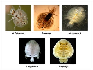 Argulus | PDF