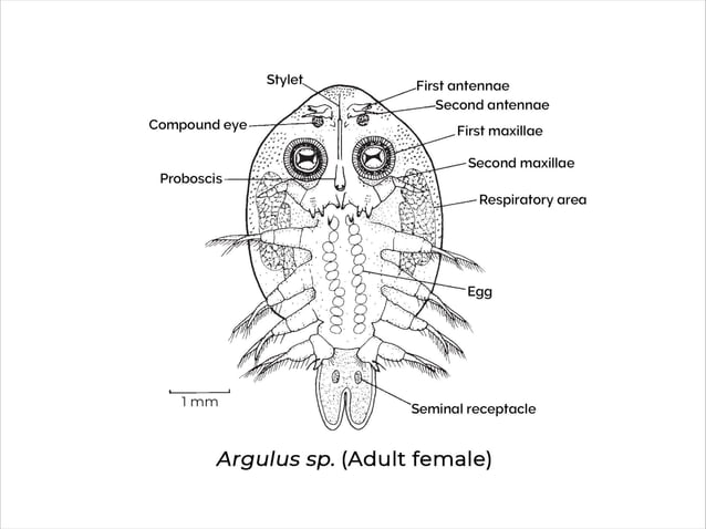 Argulus | PPT