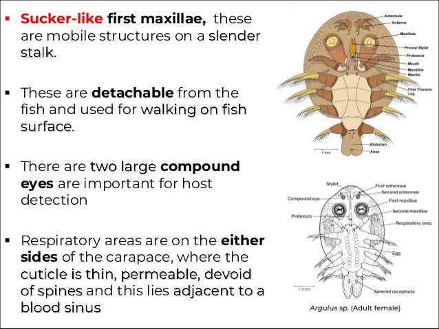 Argulus morphology and lifecycle