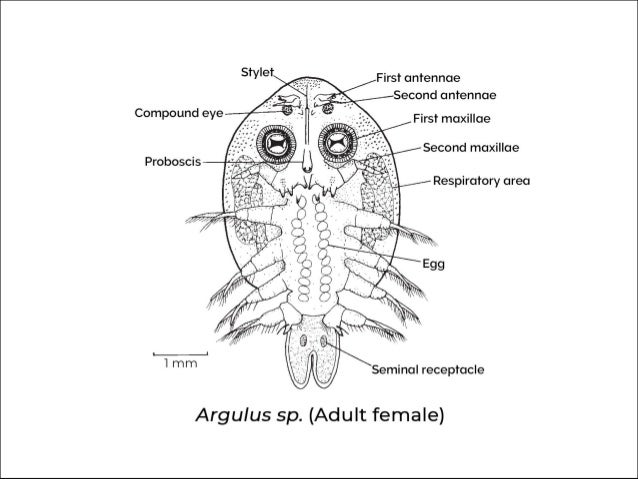 Argulus morphology and lifecycle