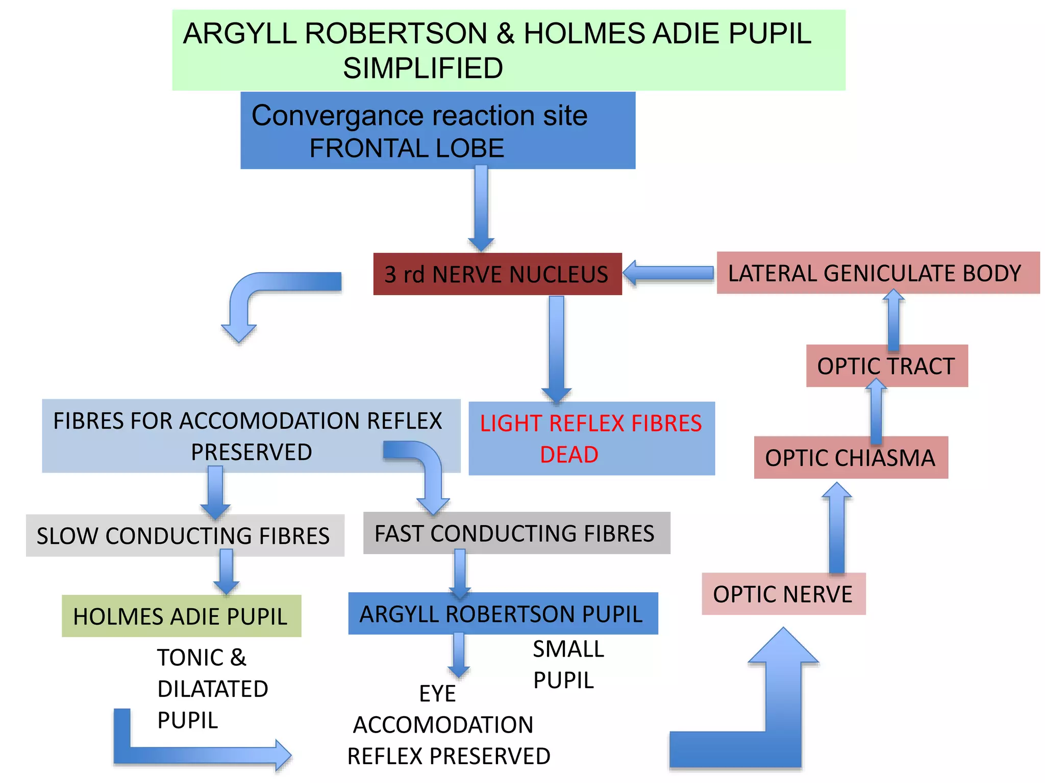 Argyll robertson & Holmes Adie pupil MATHEMATICAL APPROACH | PPT