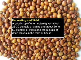 seed production of Arahar ( RANJEET MAURYA) | PPTX