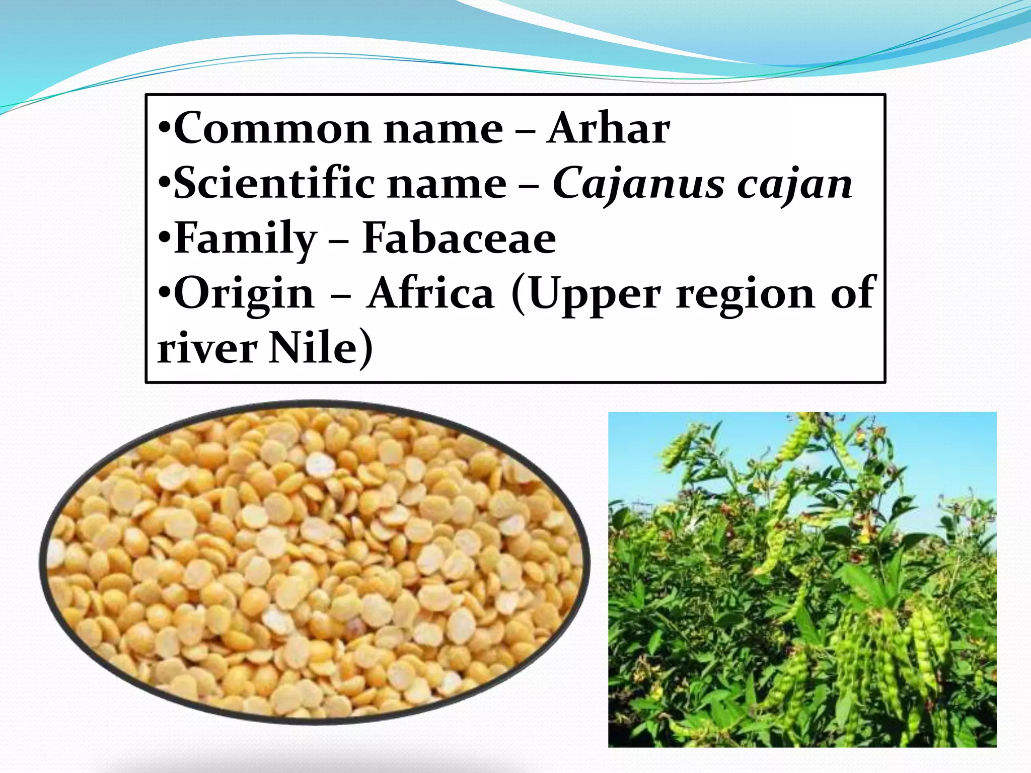 Arhar presentation | PPTX