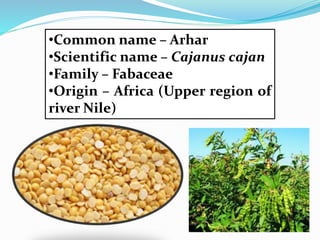 Arhar presentation | PPTX