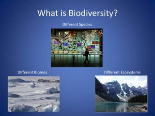 Biodiversity | PPTX