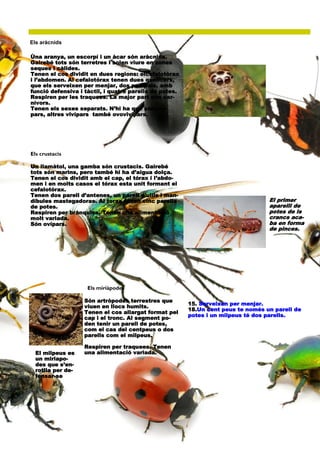 revista invertebrat 1A | PDF