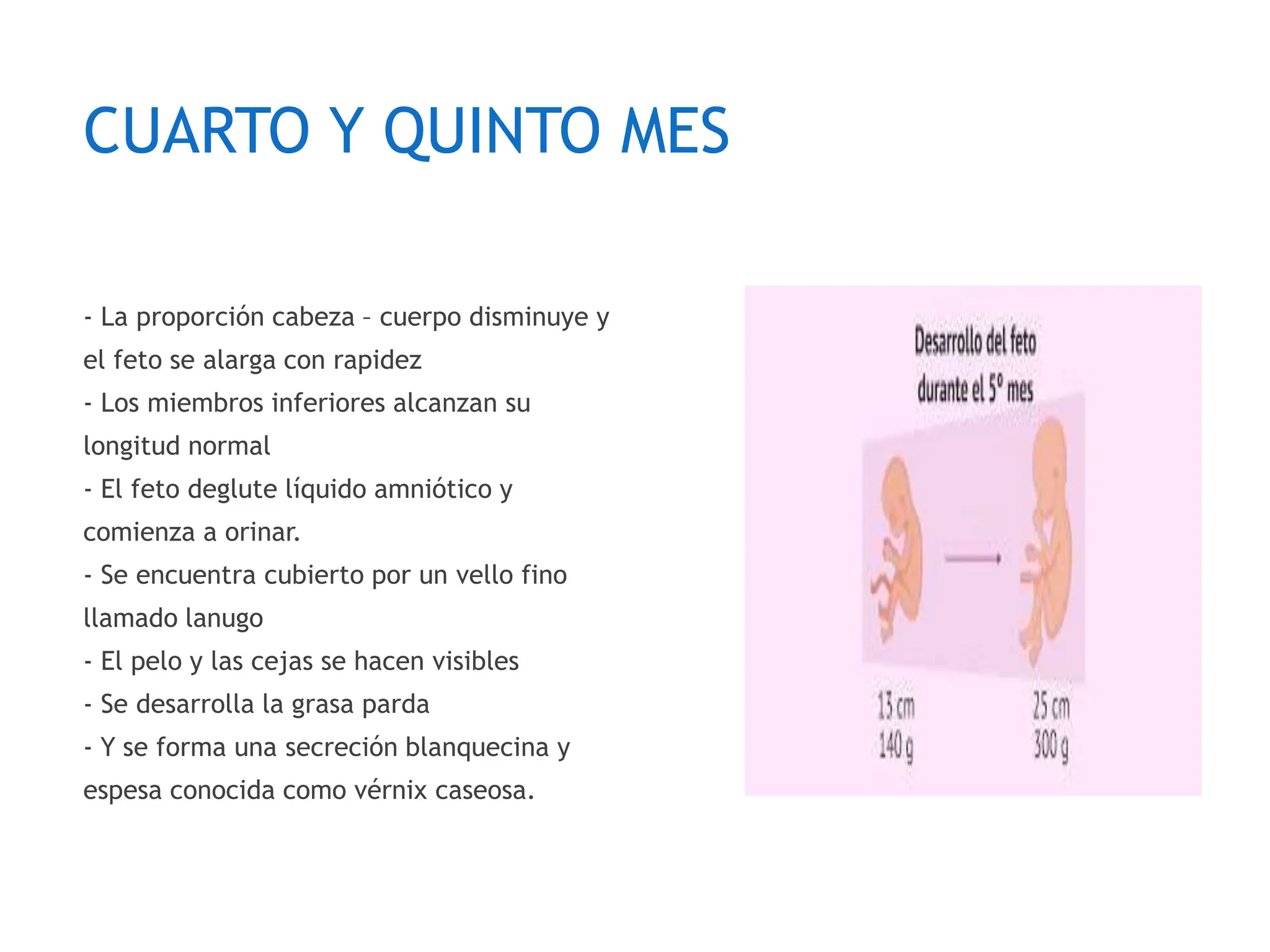 desarrollo embrionario y fetal, desarrollo placentario | PPTX