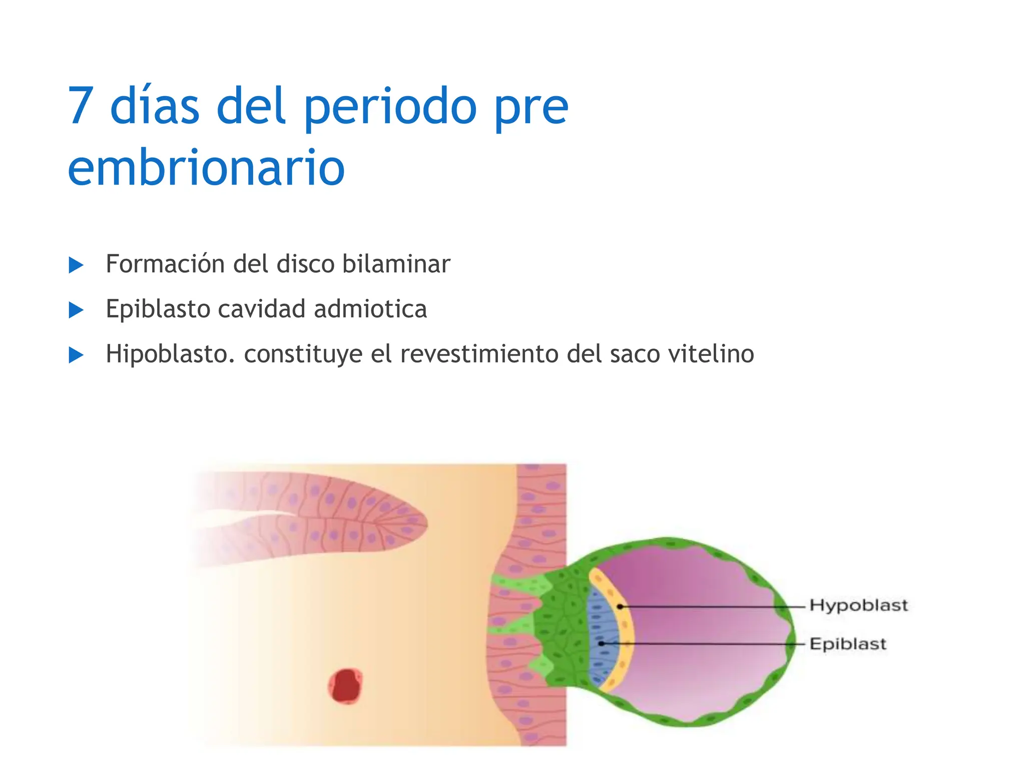 desarrollo embrionario y fetal, desarrollo placentario | PPTX