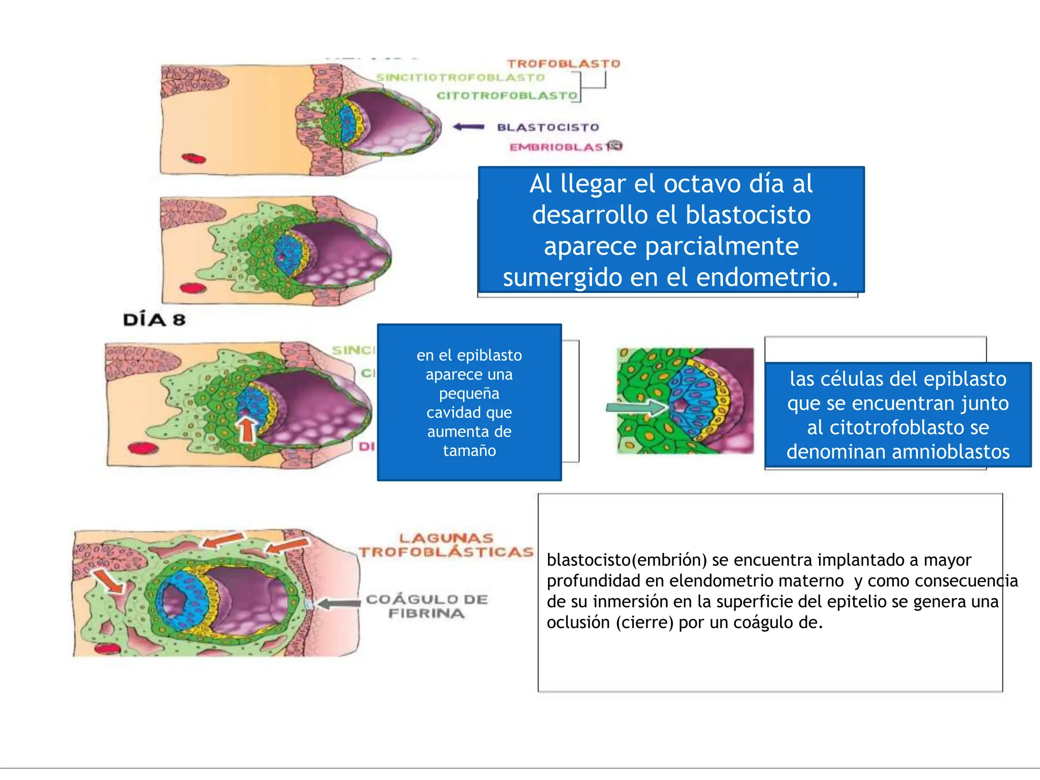 desarrollo embrionario y fetal, desarrollo placentario | PPTX