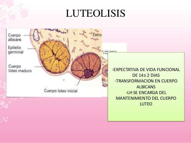 Arianna ciclo menstrual unefm copia