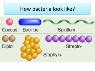 Microorganisms | PPTX