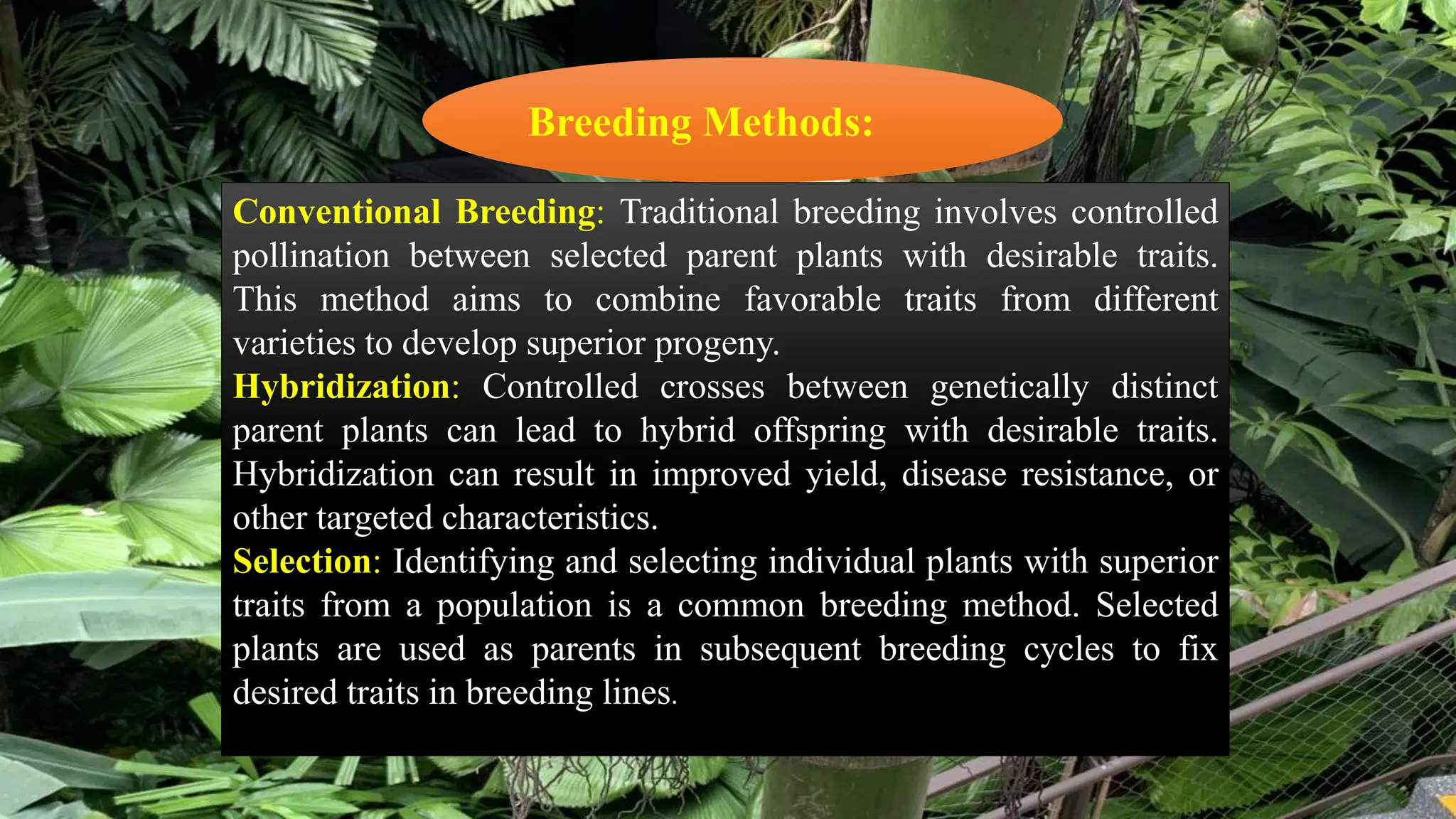 breeding for aricanut ppt Ranjeet maurya | PPTX