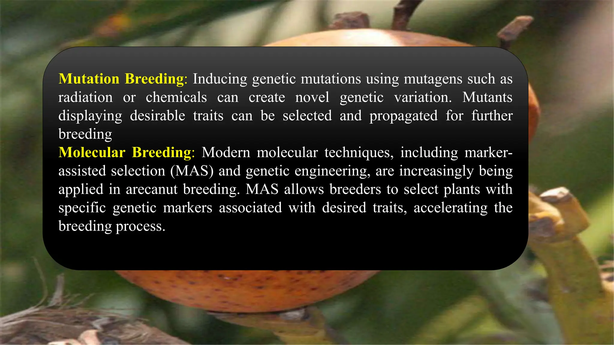 breeding for aricanut ppt Ranjeet maurya | PPTX