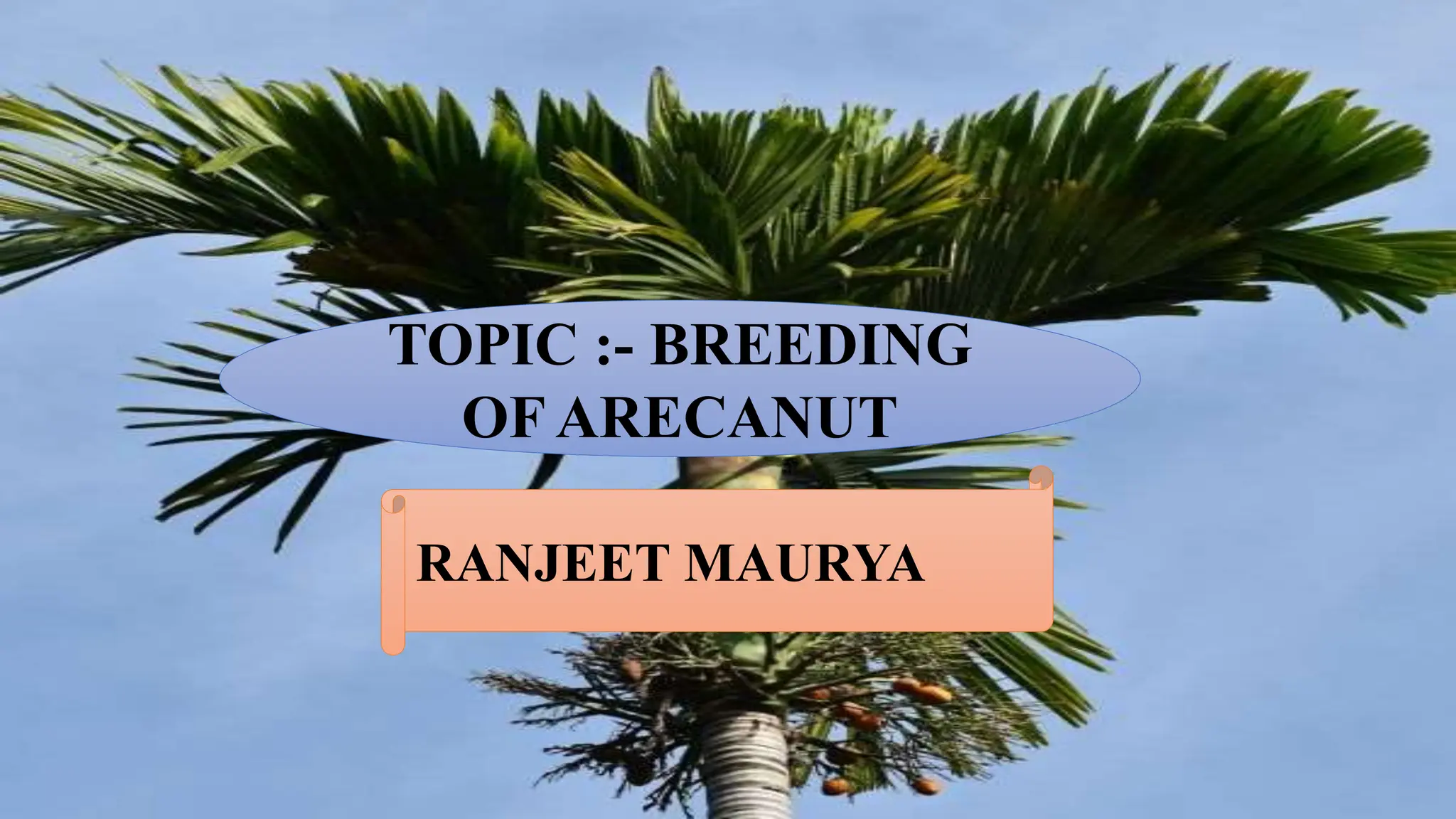 breeding for aricanut ppt Ranjeet maurya | PPTX
