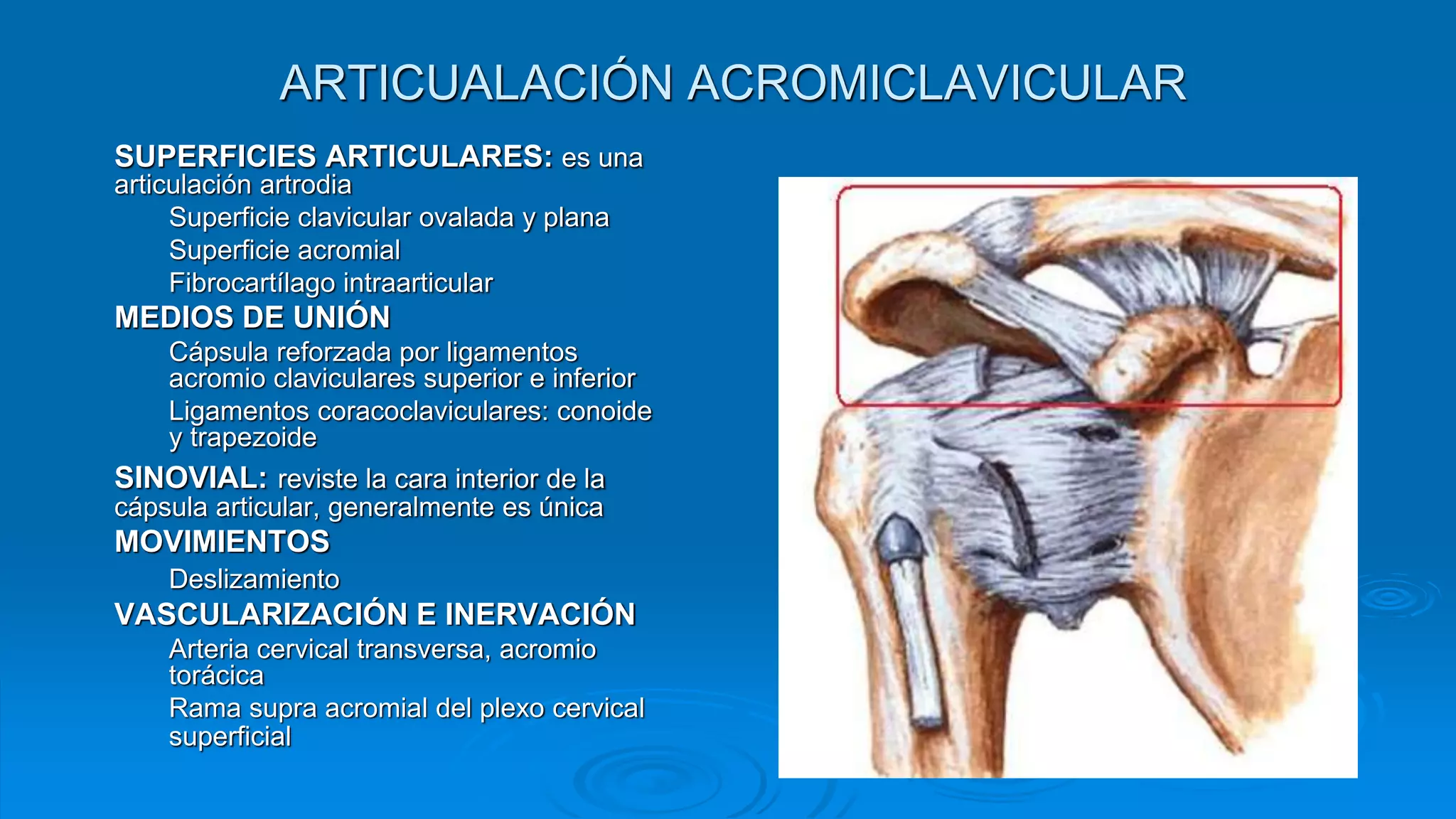 Ariculaciones miembro superior | PPTX