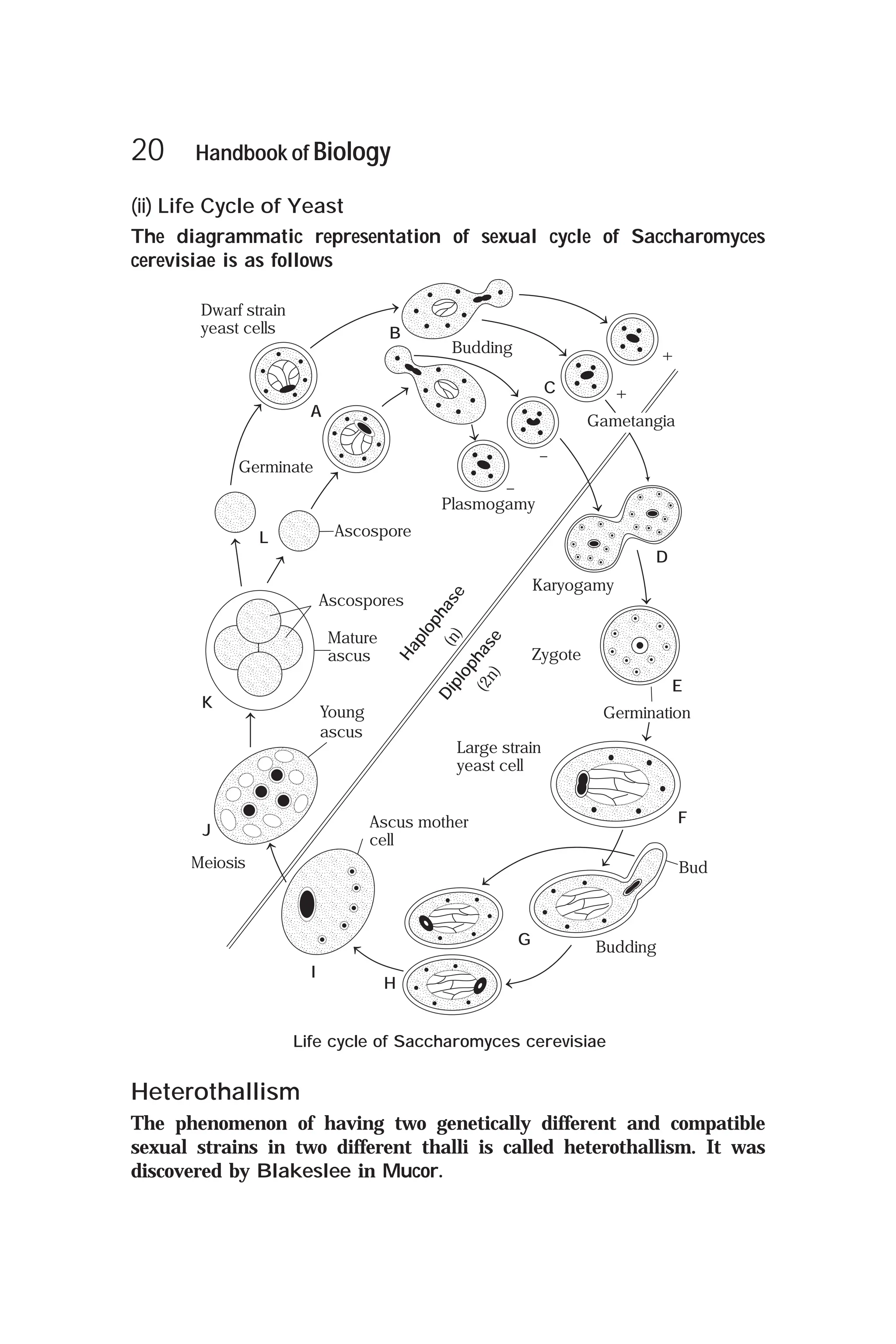 Arihant handbook biology for class 11 .pdf