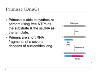 DNA REPLICATION | PPTX