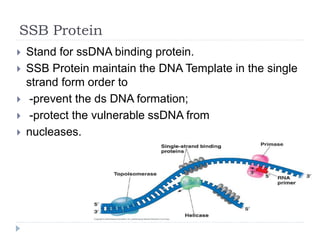 DNA REPLICATION | PPTX
