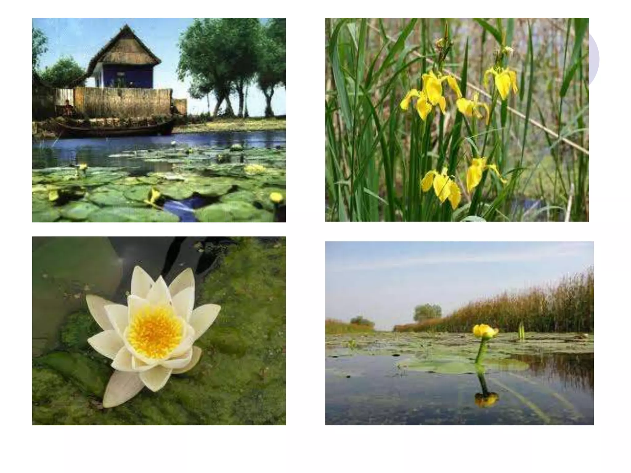 Arii protejate din_romania.barbu mariana | PPT