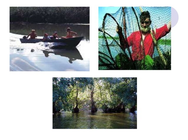 Arii protejate din_romania.barbu mariana | PPT