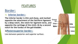 Arijit Bandhu liver Presentation (1).pptx