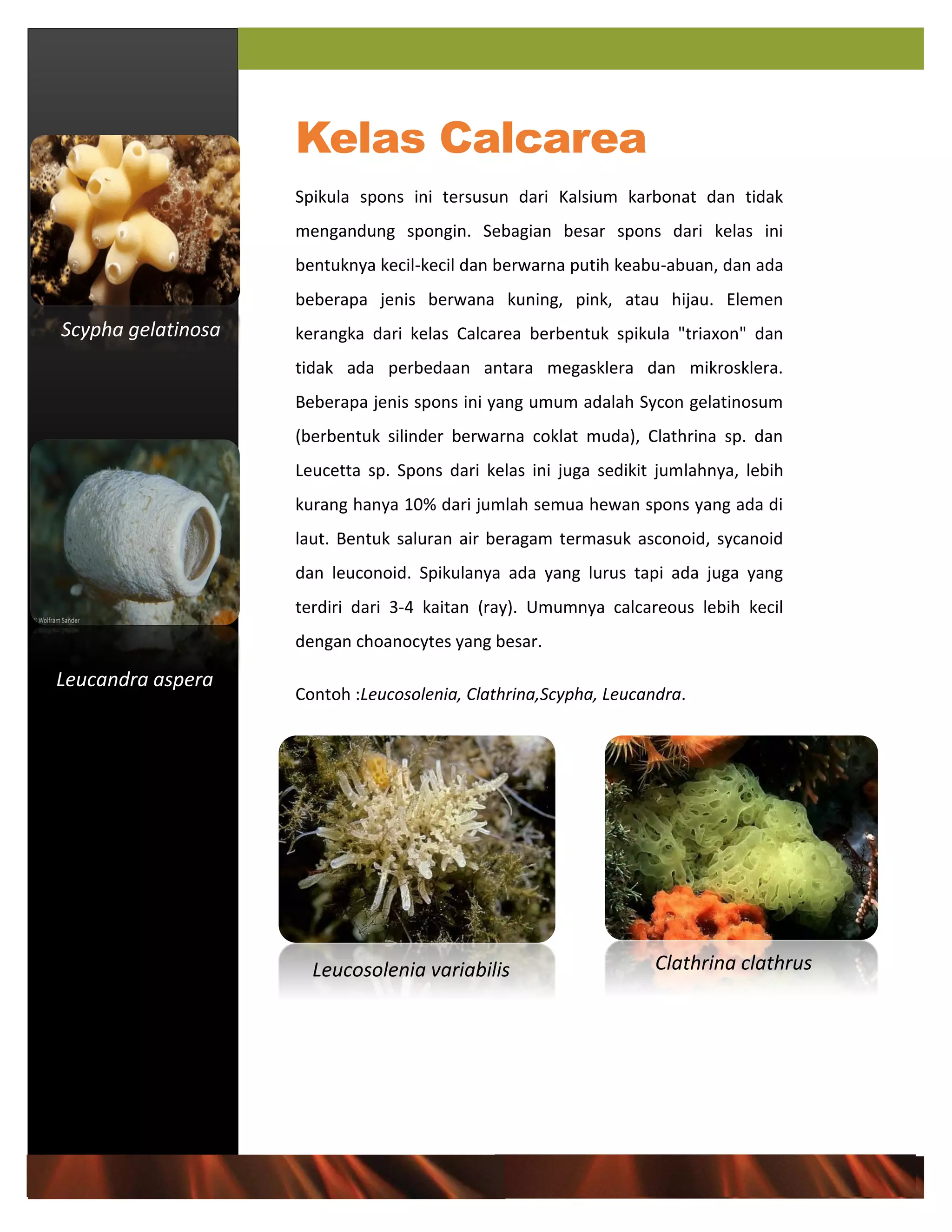 Arishanti 1903010142-artikel porifera | PDF