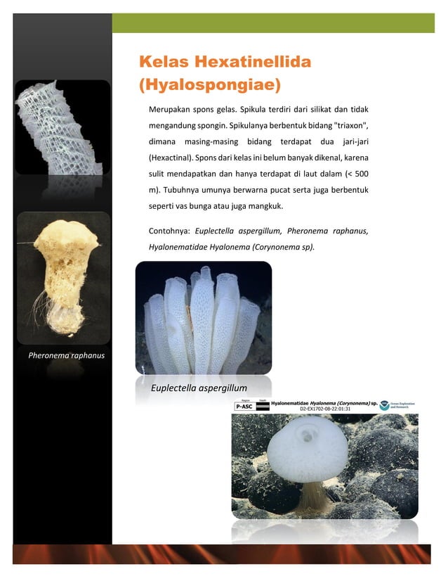 Arishanti 1903010142-artikel porifera | PDF