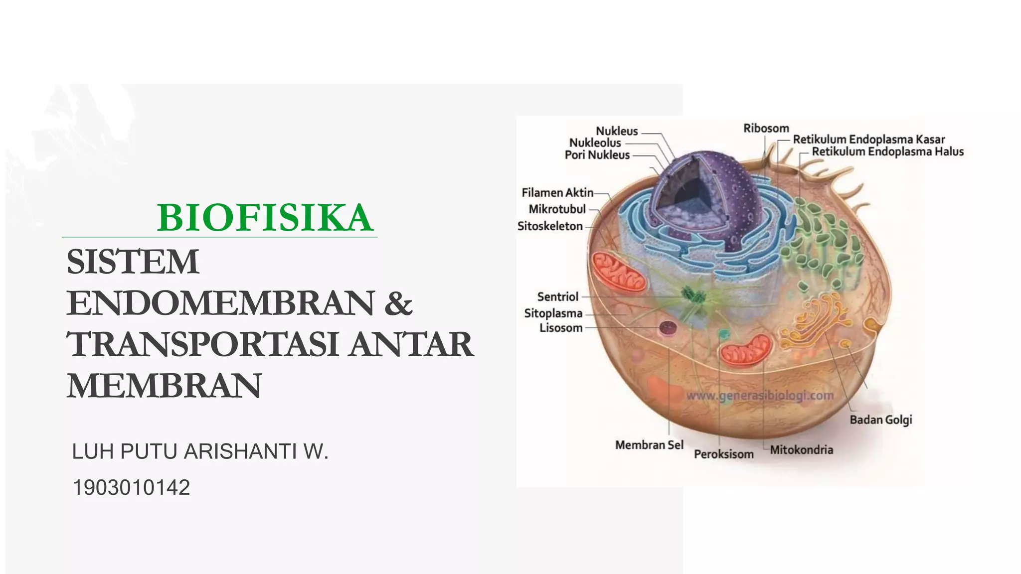 BIOFISIKA: Sistem Endomembran dan Transportasi Antar Membran | PPTX