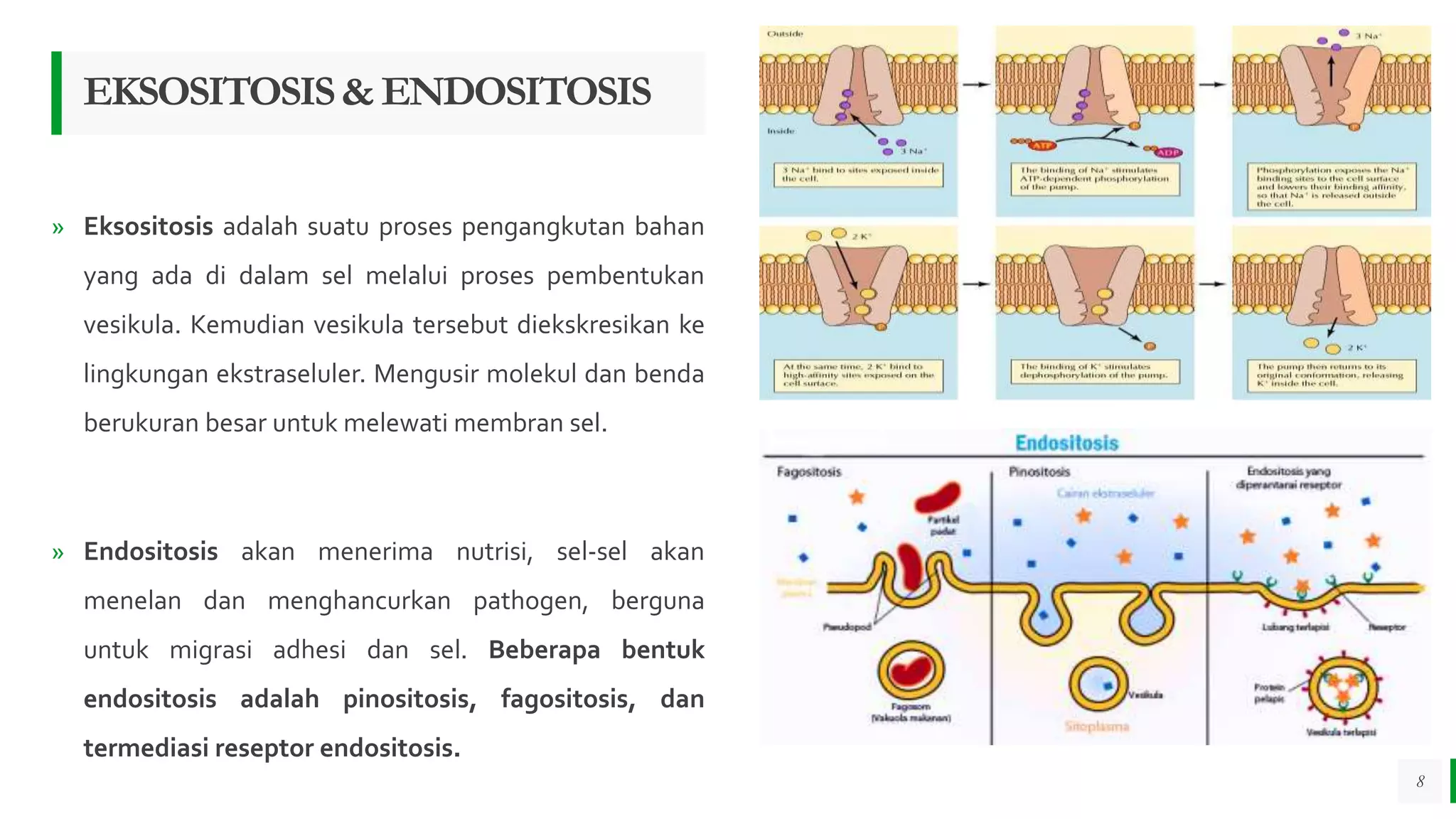 BIOFISIKA: Sistem Endomembran dan Transportasi Antar Membran | PPTX
