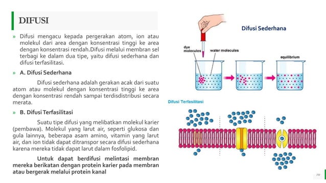 BIOFISIKA: Sistem Endomembran dan Transportasi Antar Membran | PPTX