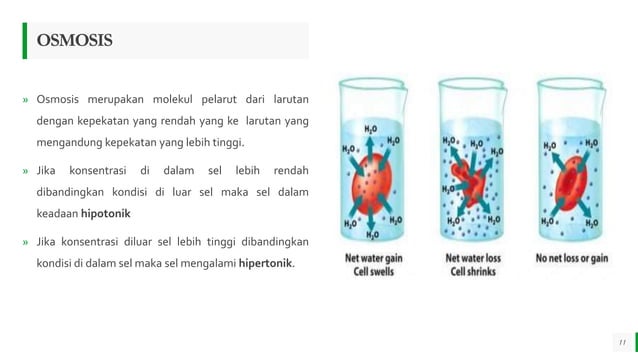 BIOFISIKA: Sistem Endomembran dan Transportasi Antar Membran | PPTX