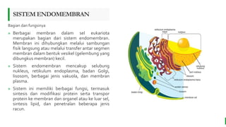 BIOFISIKA: Sistem Endomembran dan Transportasi Antar Membran | PPTX
