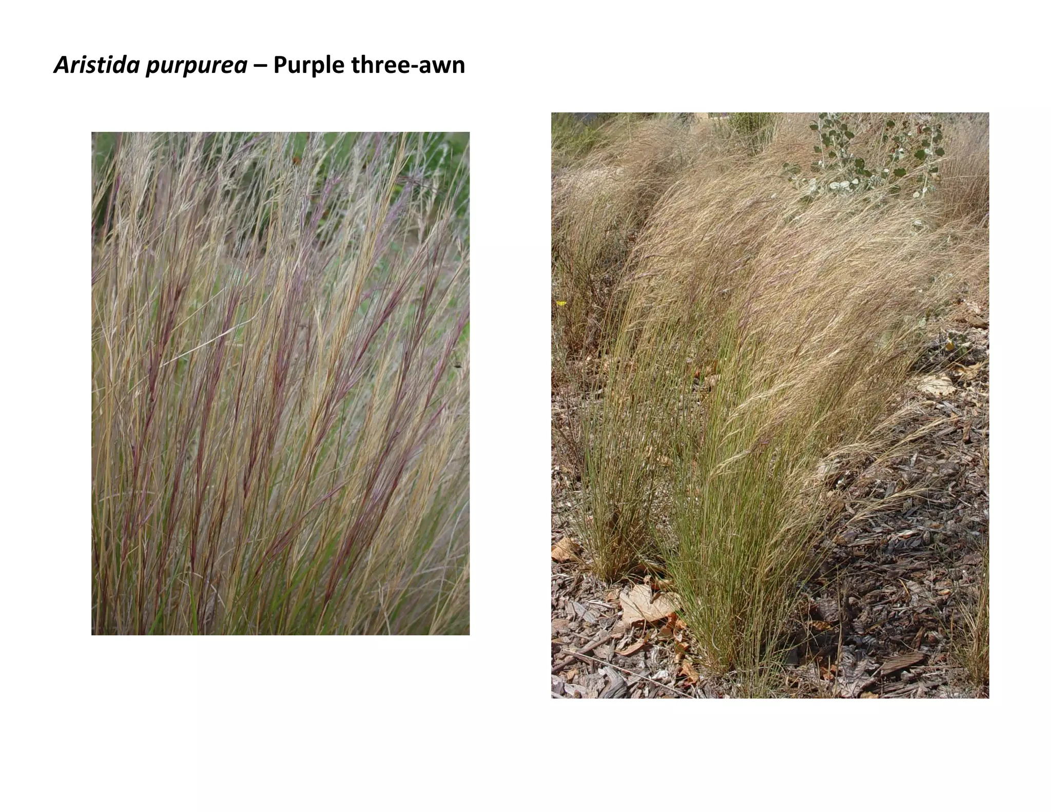 Aristida purpurea web show | PPT