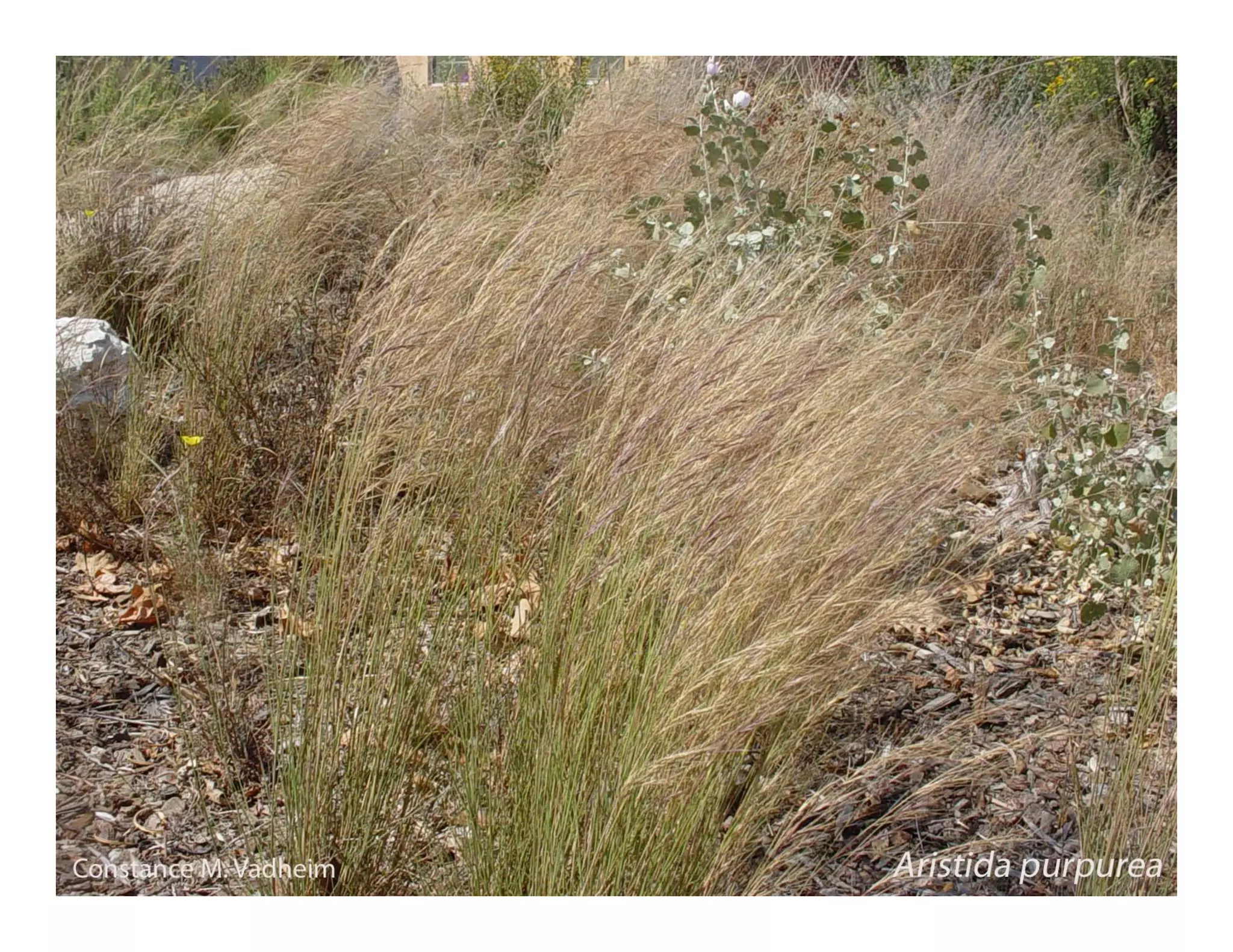 Aristida purpurea web show | PPT