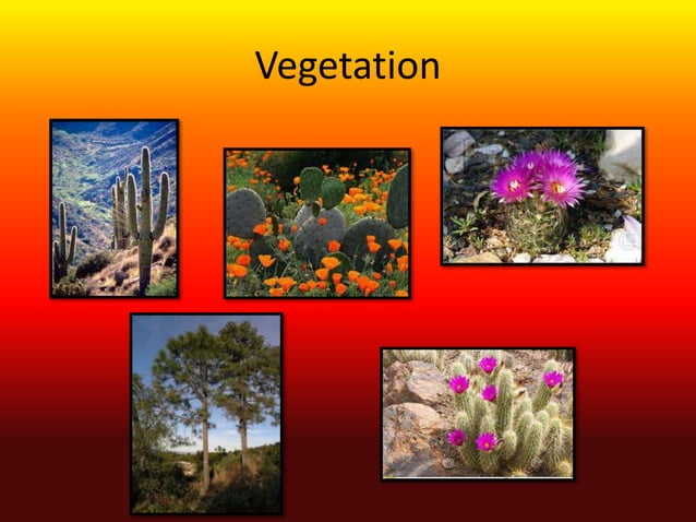 Arizona climate and landscapes | PPTX
