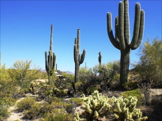 Arizona desert tour | PPT