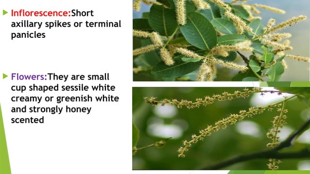 arjuna.pptx dravya guna ayurveda presentation | PPT