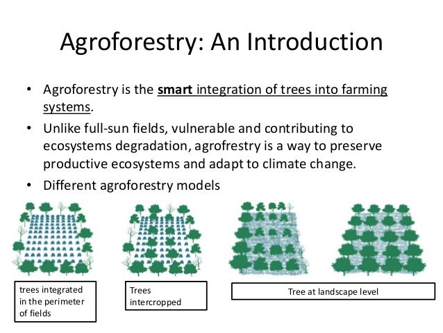 Agroforestry in India and Gujrat Model
