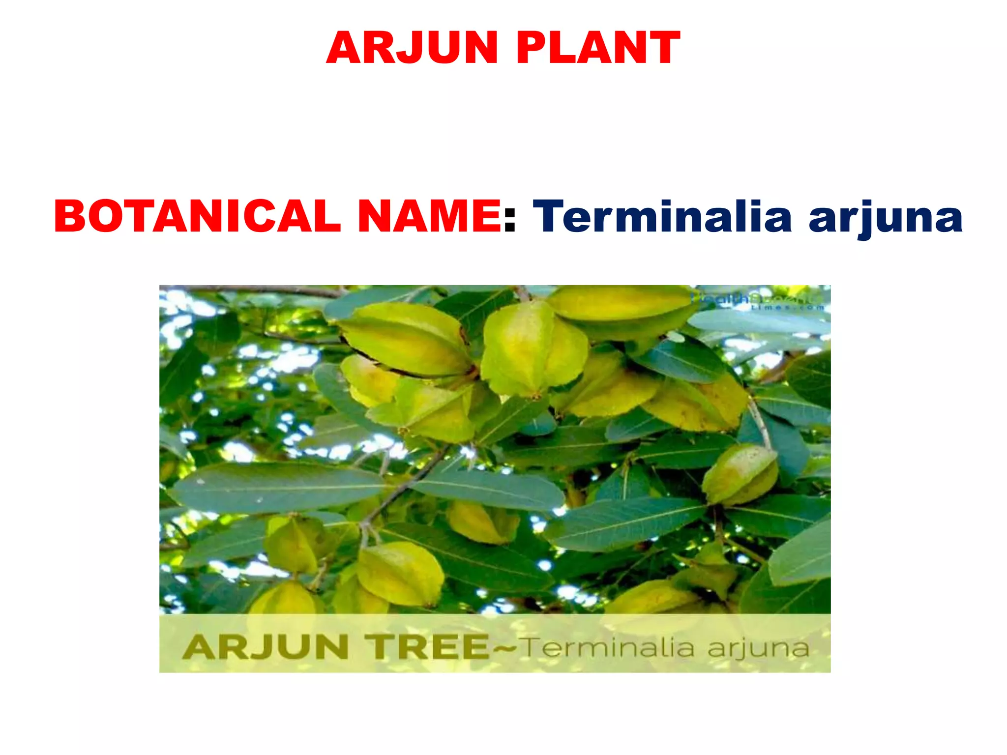ARJUNA PLANT BENEFITS | PPTX