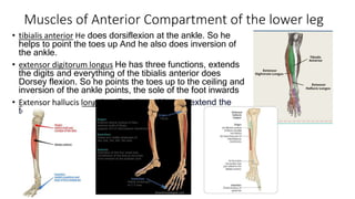 Arjun Presentation about lower body .pptx