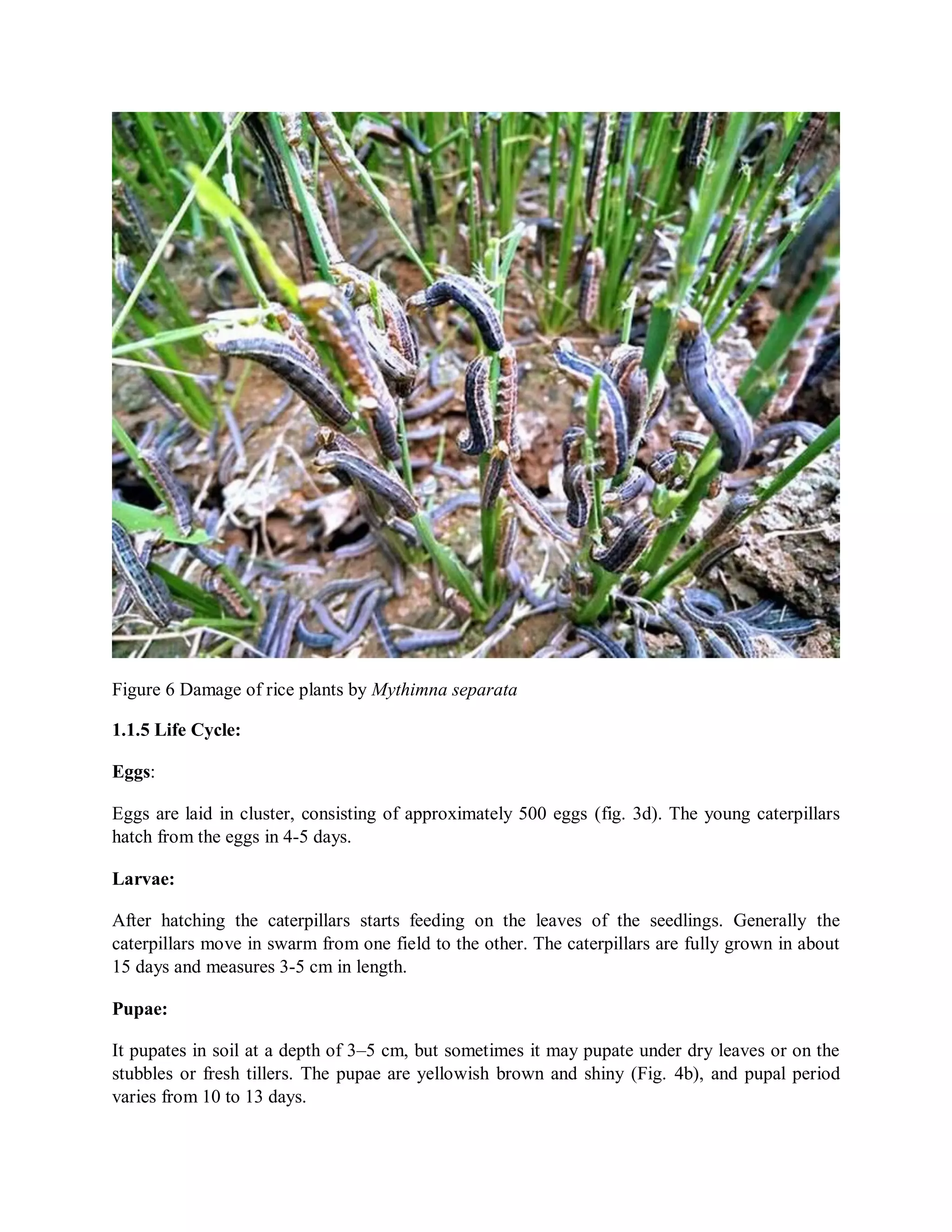 Biology and management of oriental armyworm mythimna separata | PDF