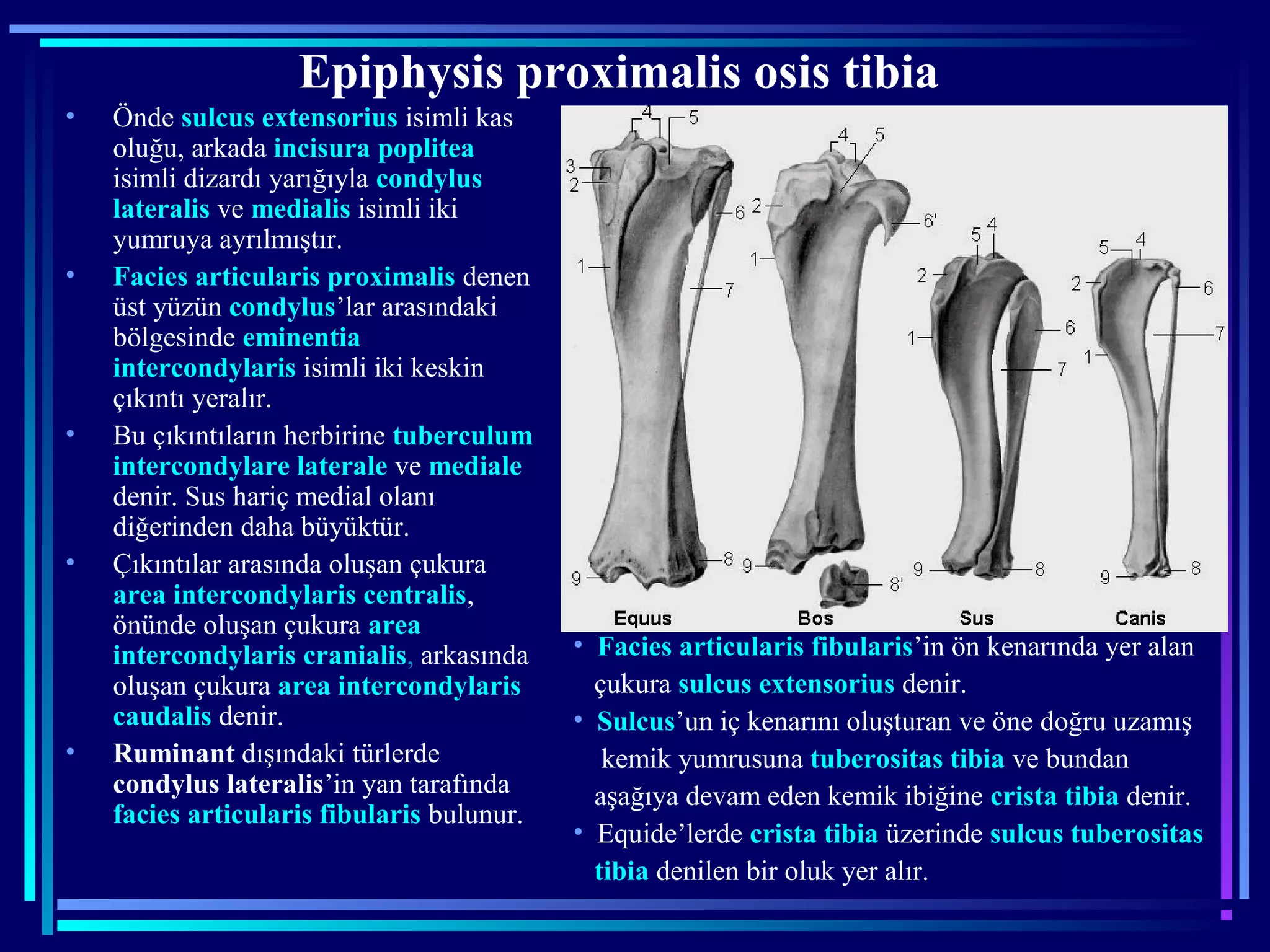 Arka bacak kemikleri | PPT