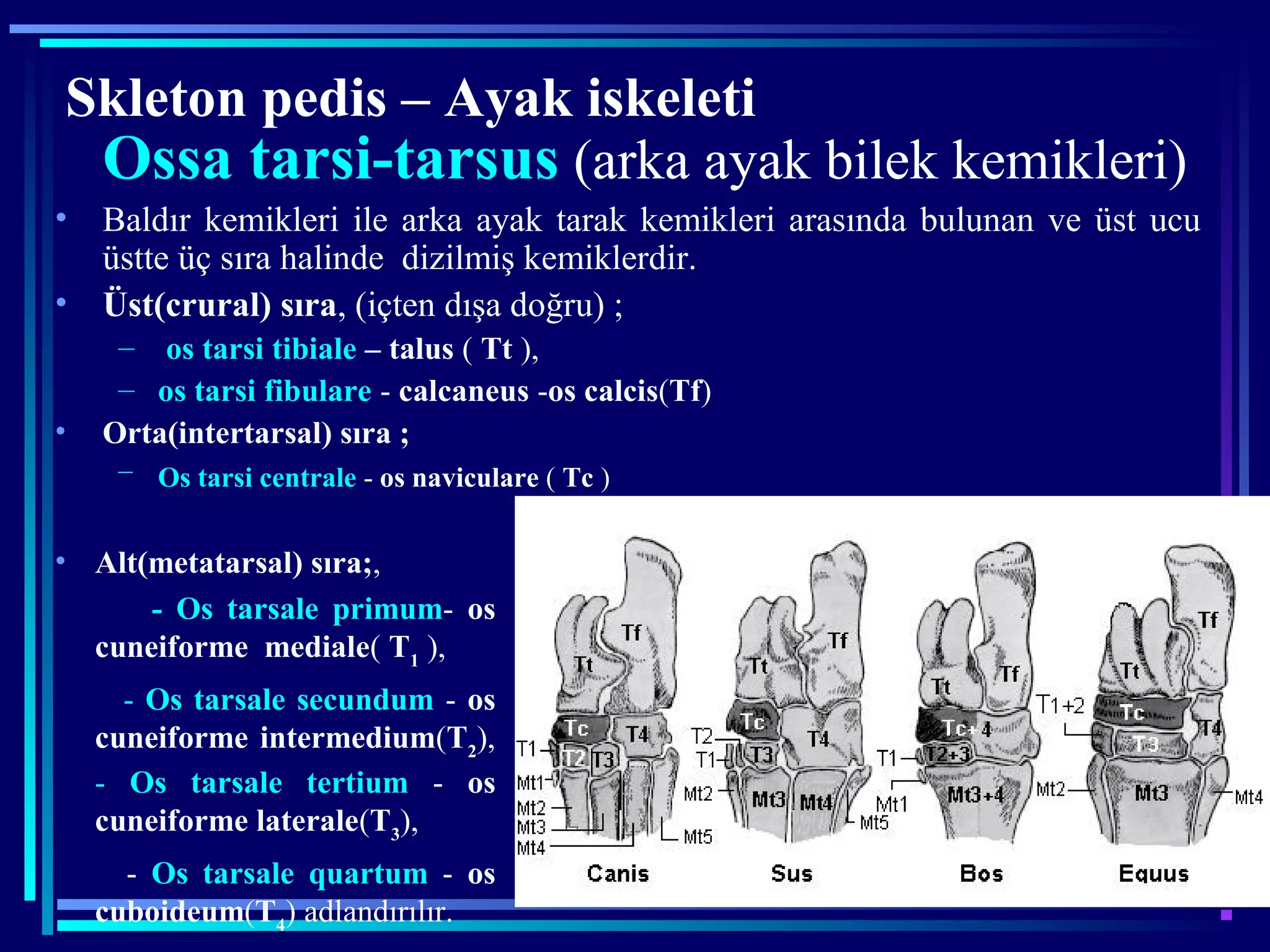 Arka bacak kemikleri | PPT