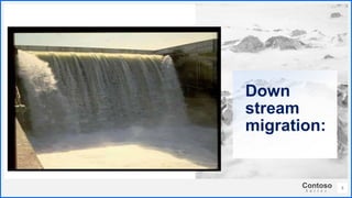 EFFECTS OF DAMS IN FISHERIES | PPTX