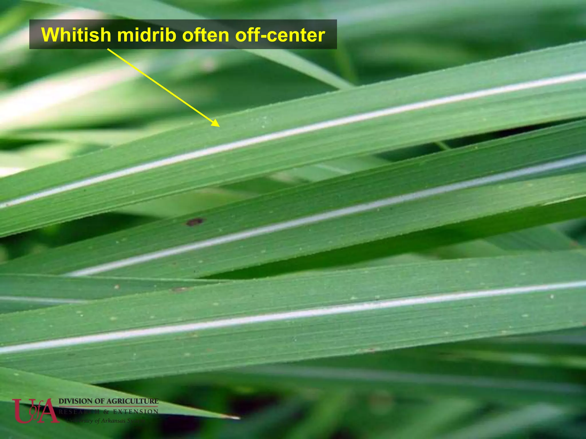 Arkansas Invaders: Invasive Species in Arkansas Forests | PPTX