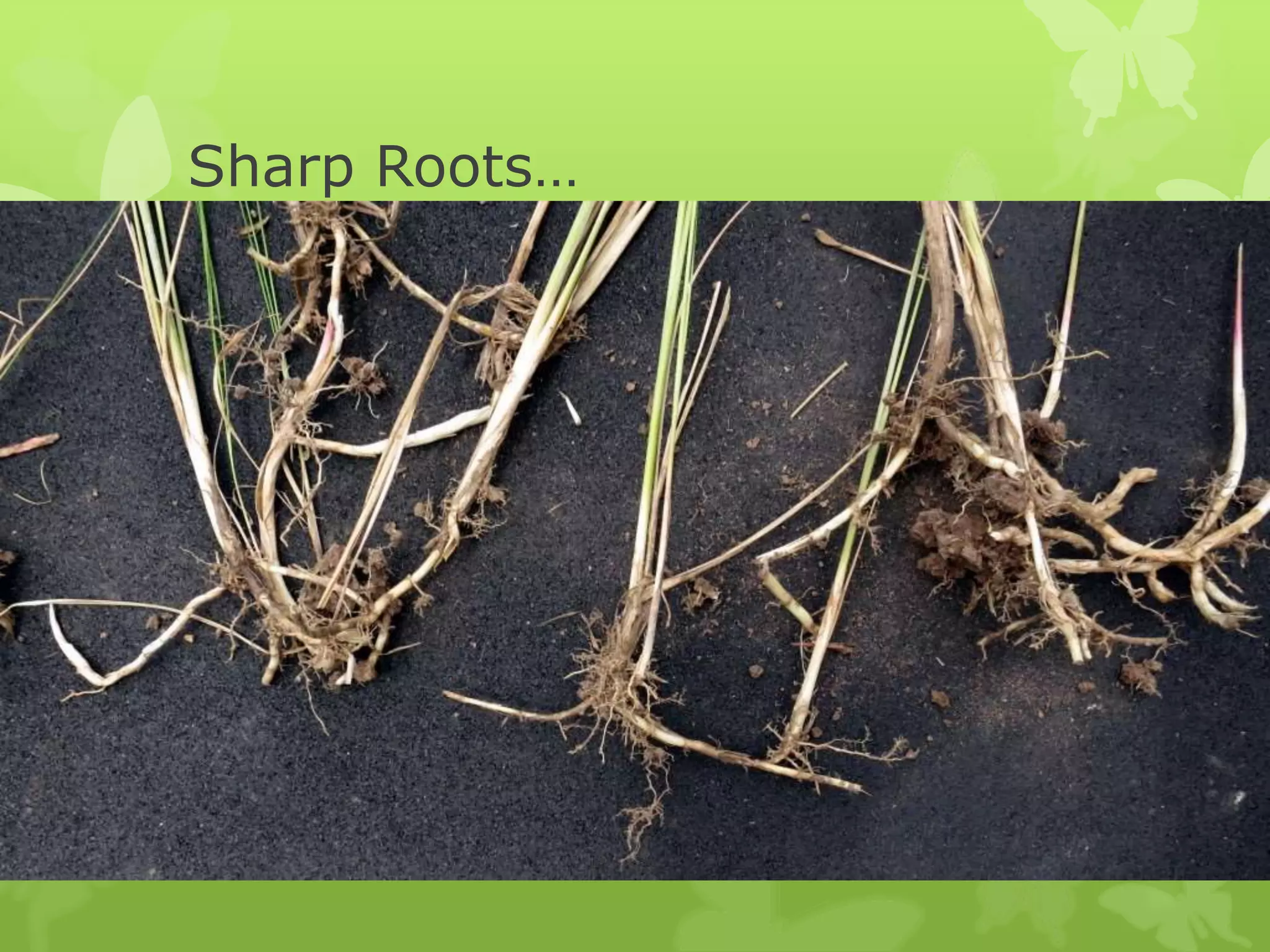 Arkansas Invaders: Invasive Species in Arkansas Forests | PPTX