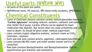 Ark(calotropis) - by aishwarya katara | PPT