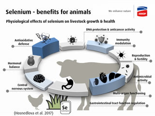 Selenium bio-fortification of forage crops for improving animal & human ...