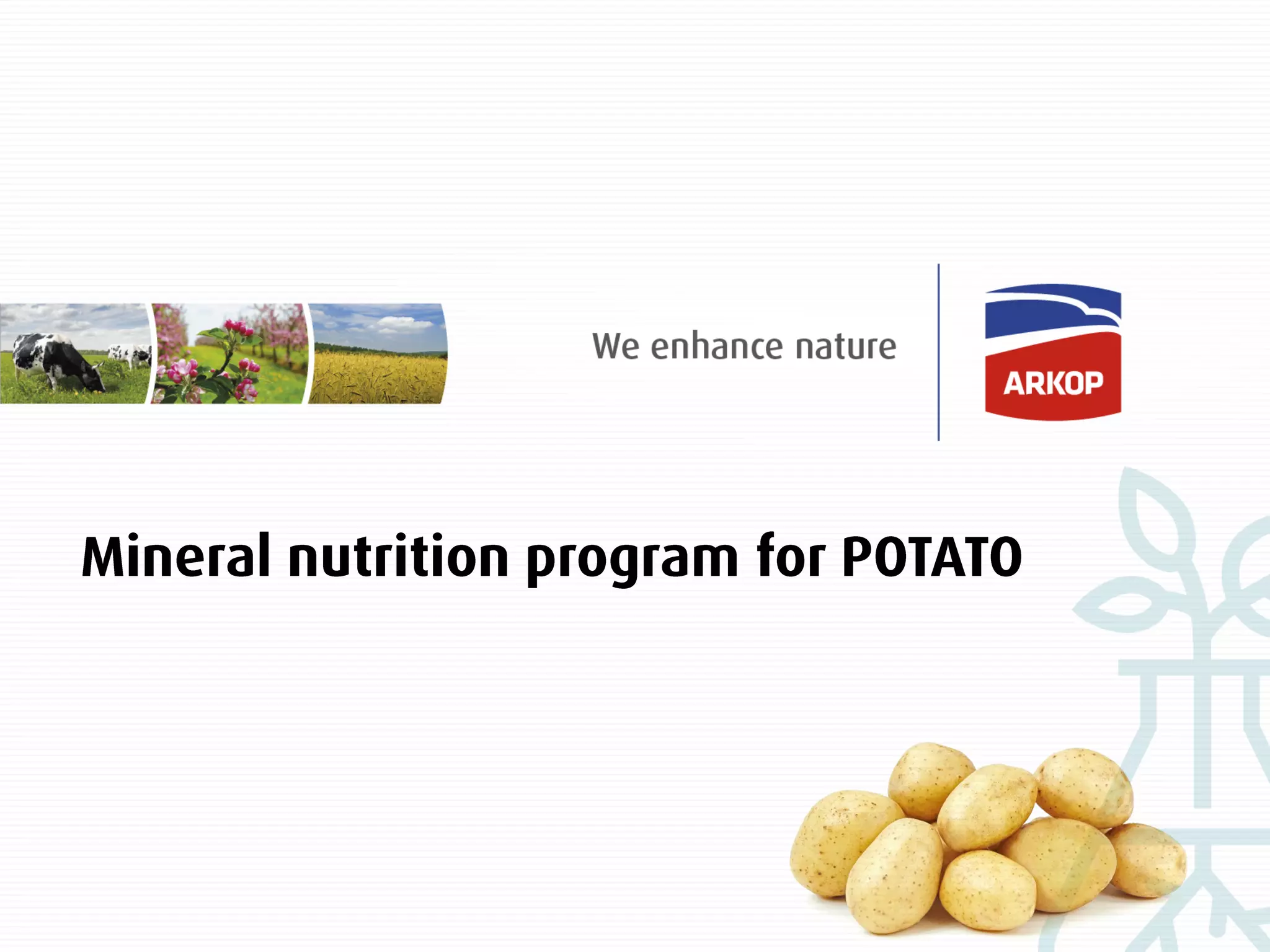 Mineral nutrition (fertilizing) program for POTATO | PDF